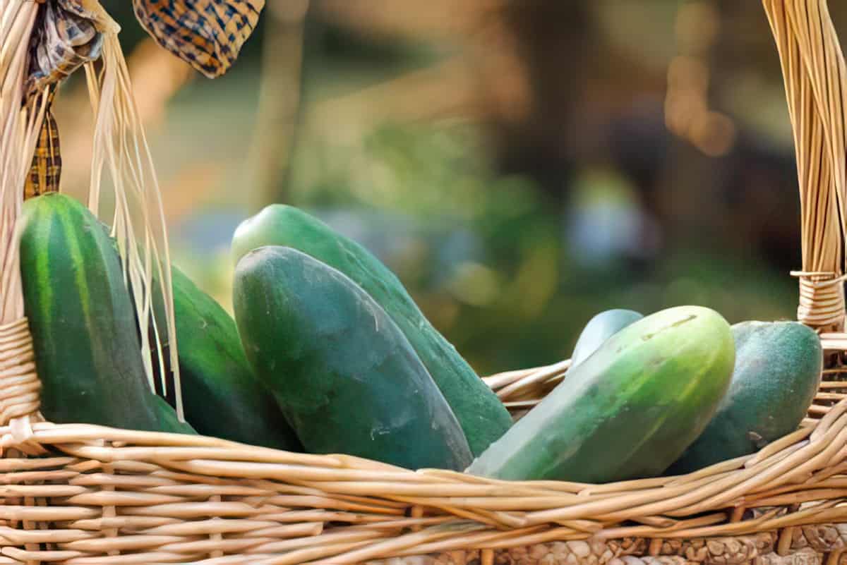 Fresh Cucumber Recipes | MissHomemade.com