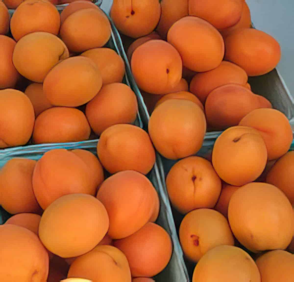 Best Apricot Dessert Recipes | MissHomemade.com