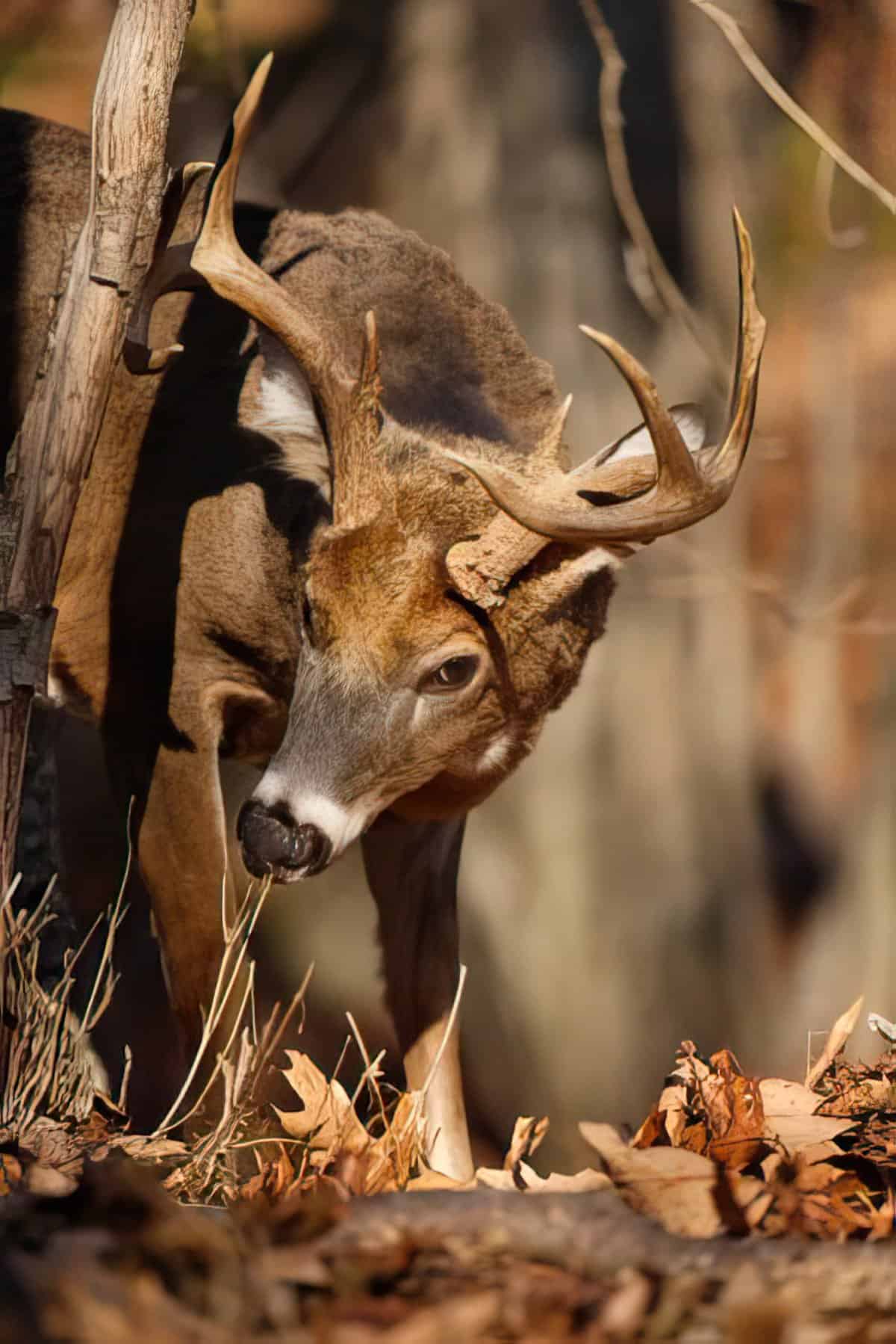Whitetail Deer Behavior during Rut