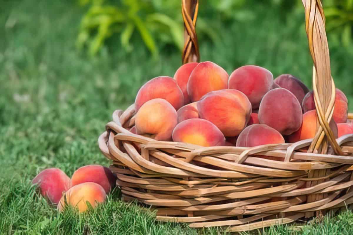Fresh Peach Recipes from Scratch | MissHomemade.com