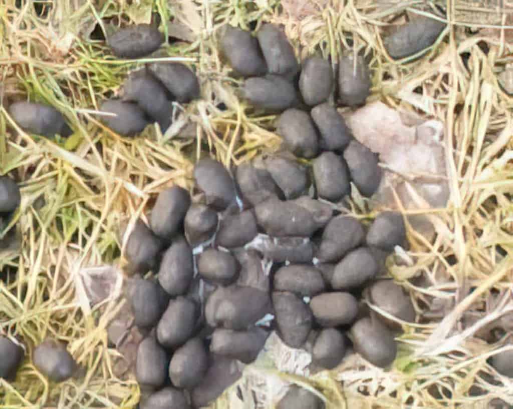 Whitetail Deer Behavior during Rut | MissHomemade.com