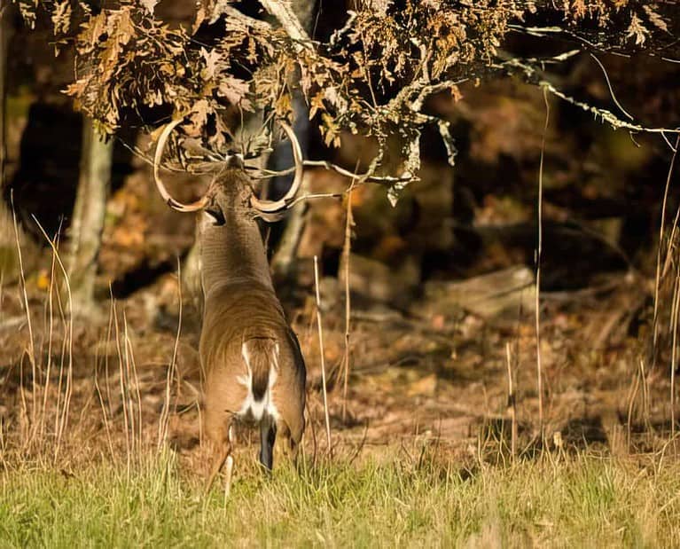 Whitetail Deer Behavior during Rut | MissHomemade.com